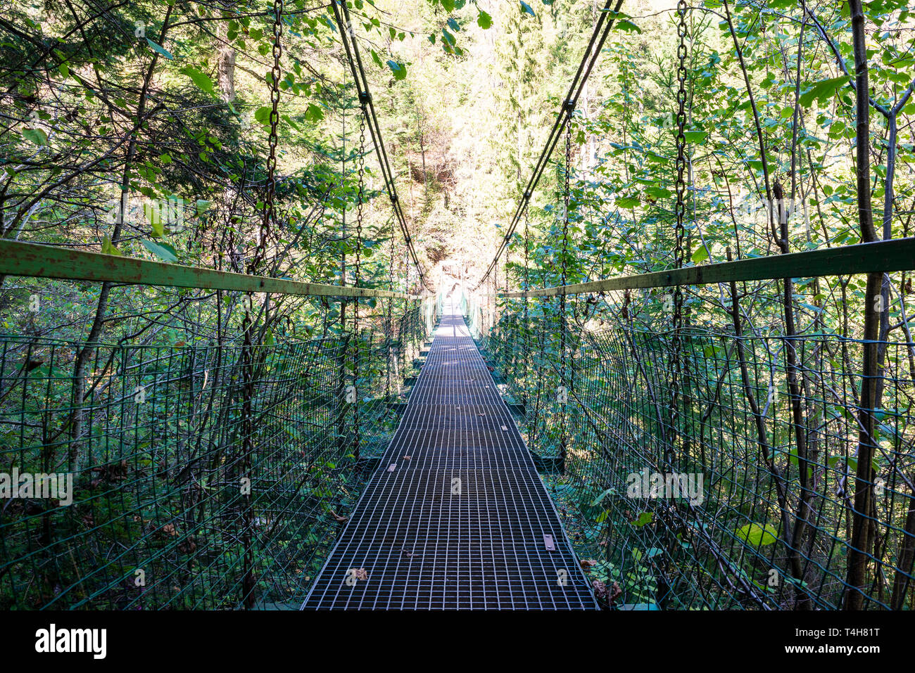 foot bridge over forest river in summer in green foliage Stock Photo ...