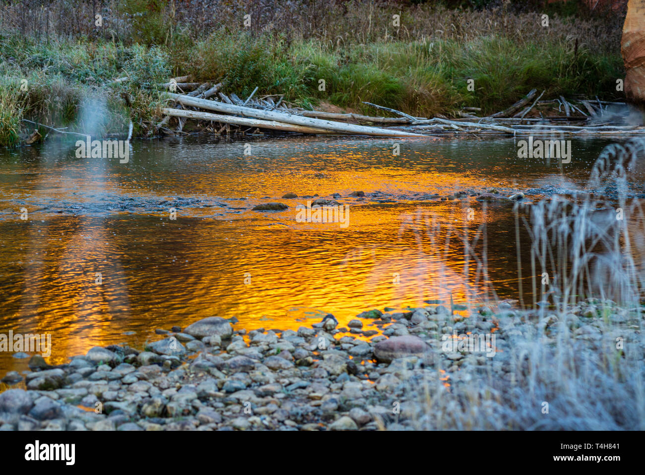 beautiful golden sunrise over forest river with sandstone cliffs on the ...