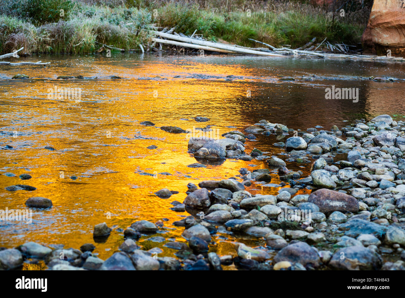 beautiful golden sunrise over forest river with sandstone cliffs on the ...