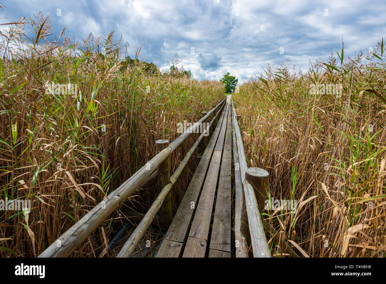 foot bridge over forest river in summer in green foliage Stock Photo ...