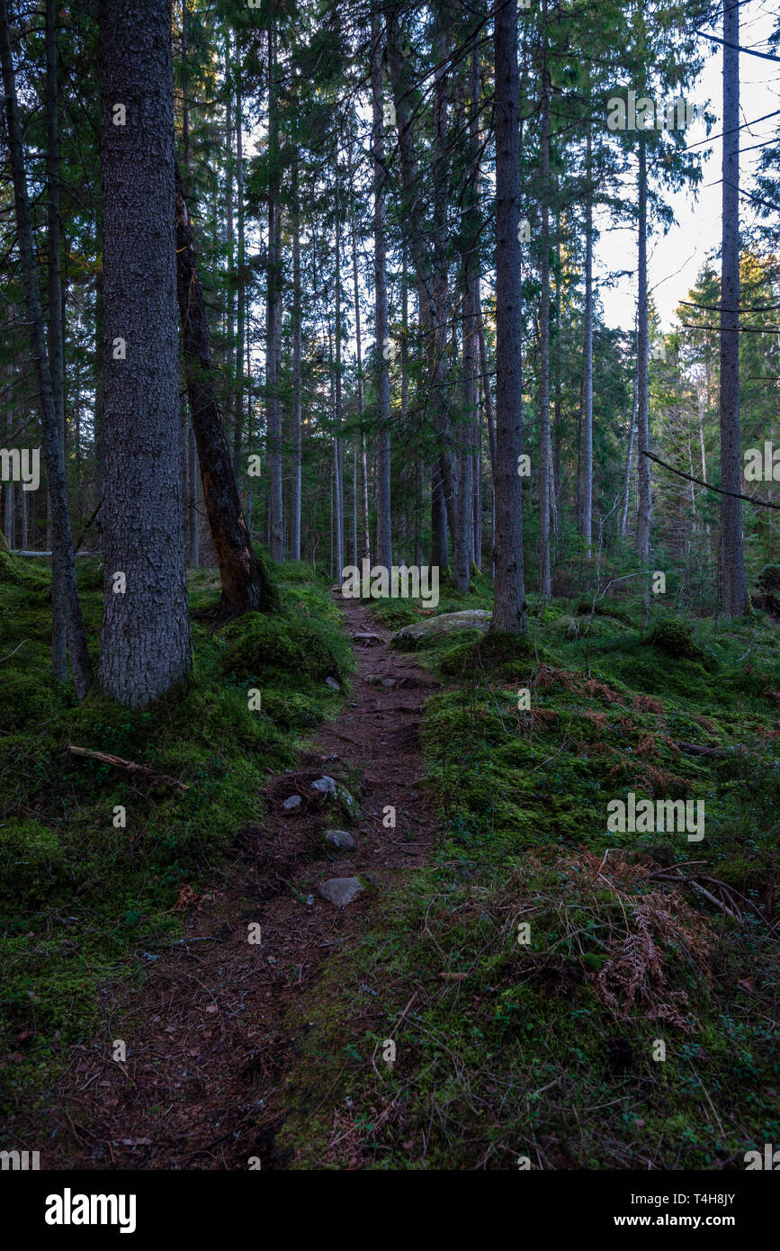 dark forest with tree trunks in even light. green forest bed Stock ...