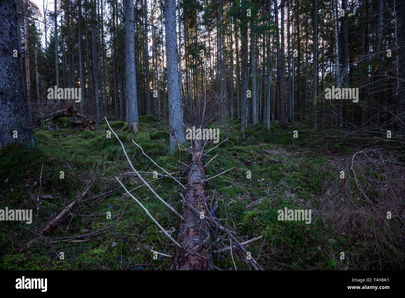 dark forest with tree trunks in even light. green forest bed Stock ...