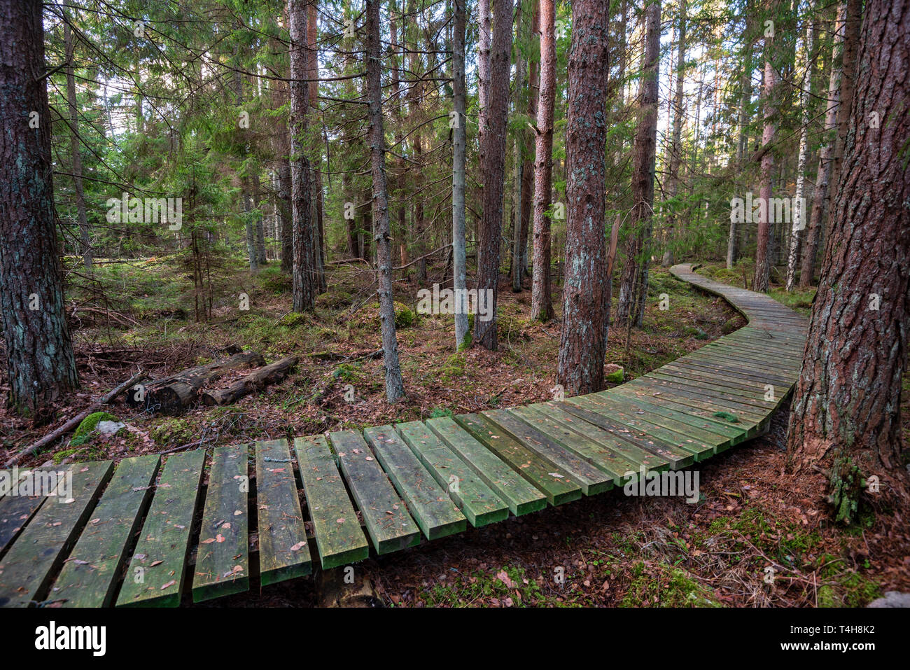 dark forest with tree trunks in even light. green forest bed Stock ...