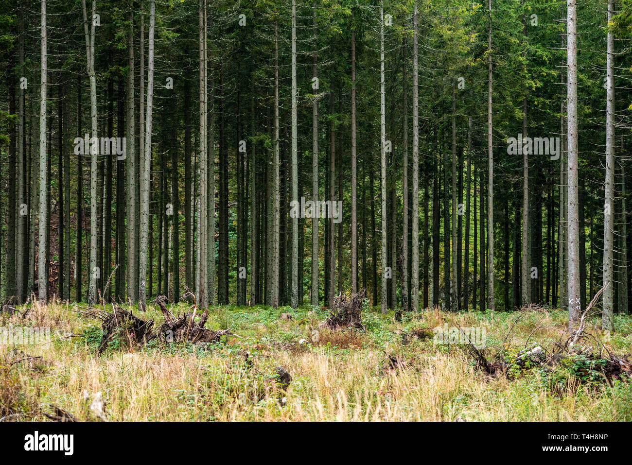 dark forest with tree trunks in even light. green forest bed Stock ...