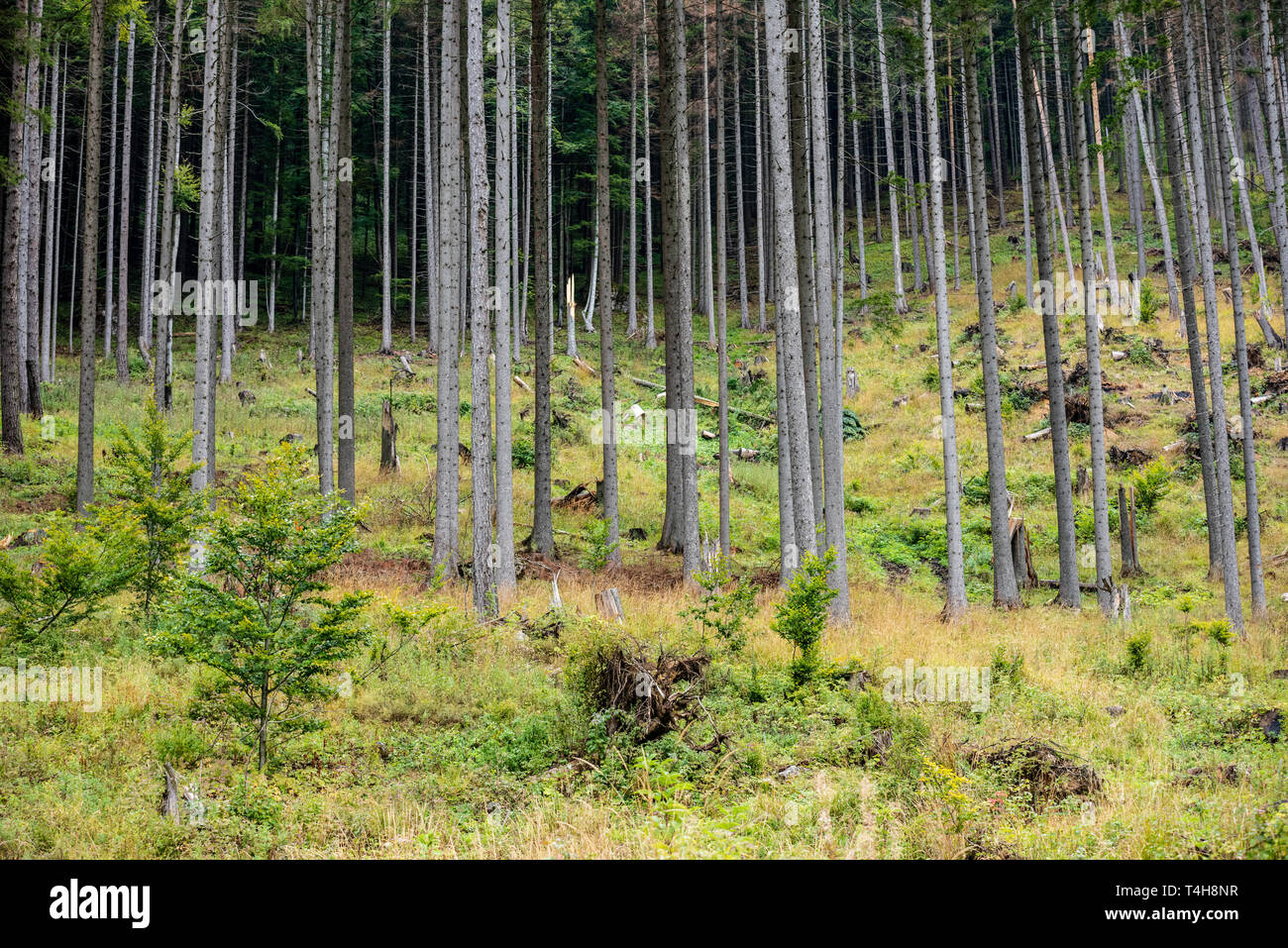 dark forest with tree trunks in even light. green forest bed Stock ...