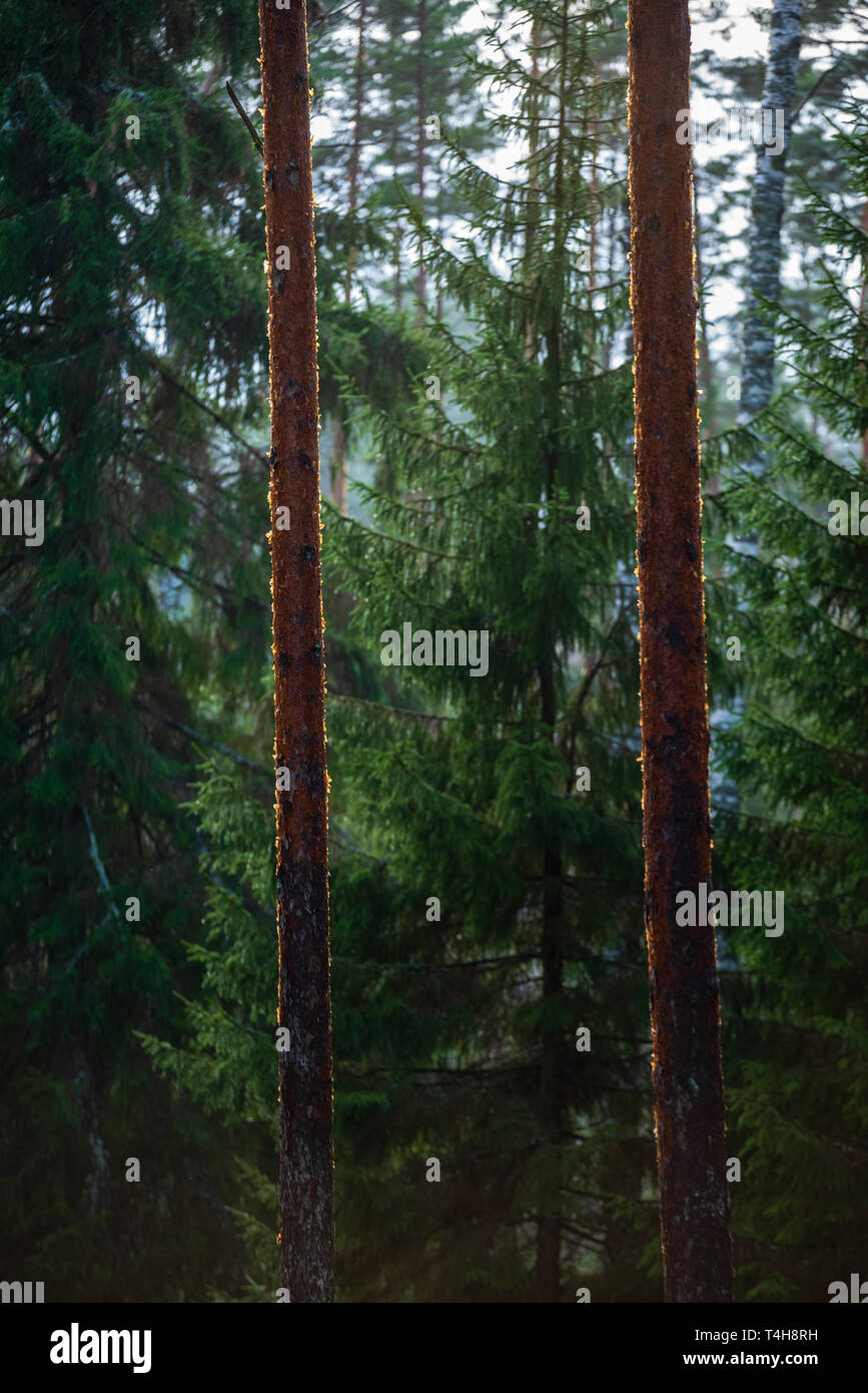 dark forest with tree trunks in even light. green forest bed Stock ...