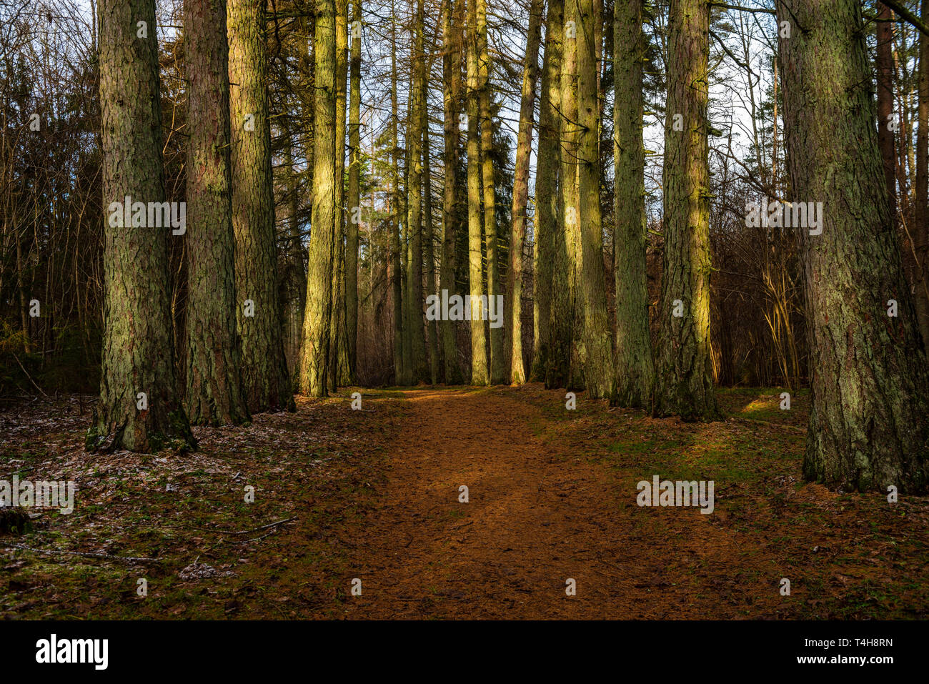 dark forest with tree trunks in even light. green forest bed Stock ...