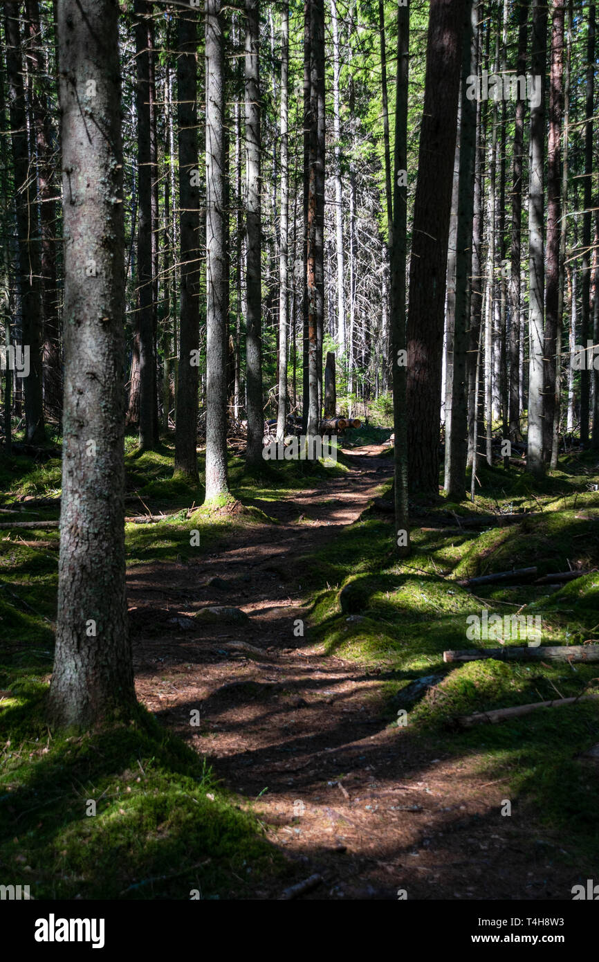 dark forest with tree trunks in even light. green forest bed Stock ...