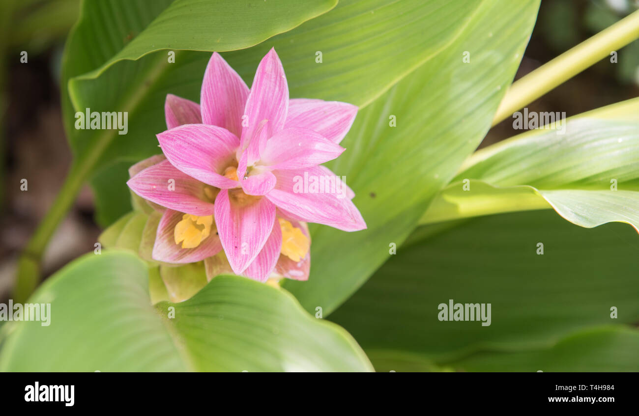 Wild pink ginger growing in the Monsoon Forest at Litchfield National ...