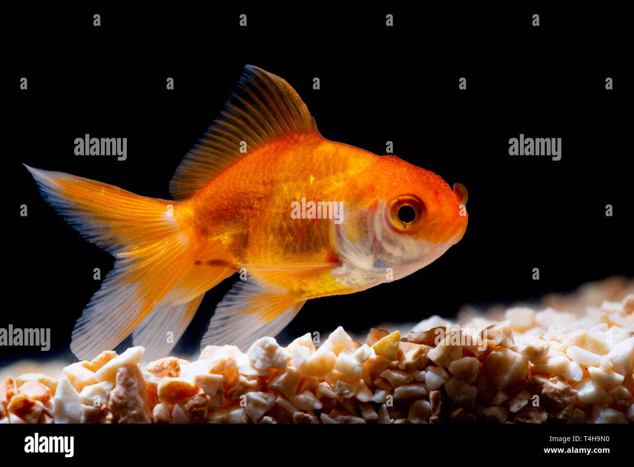 Gold fish or goldfish floating swimming underwater in fresh aquarium ...