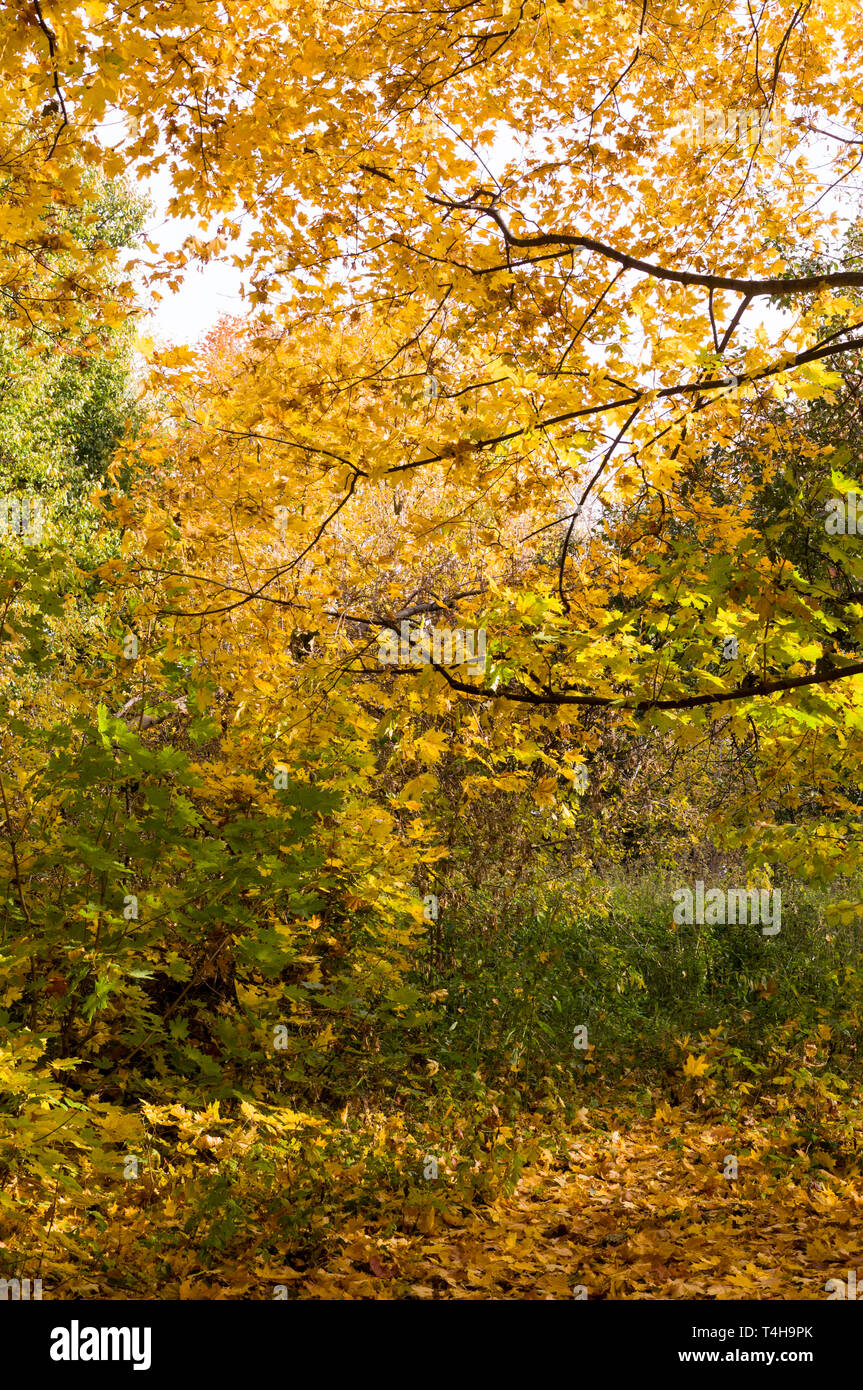trees with yellow leaves in the park at autumn. background, natureal ...