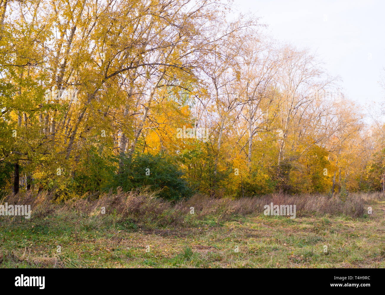 trees with yellow leaves in the park at autumn. background, natureal ...