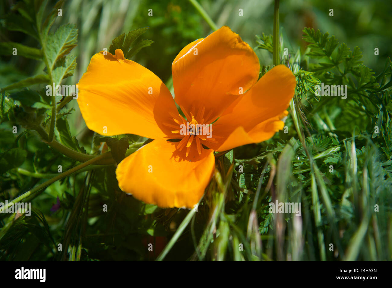 Simple beauty of mother nature Stock Photo - Alamy