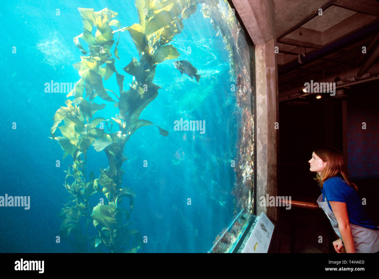Monterey California,Bay water Aquarium,collection,fish,marine life ...