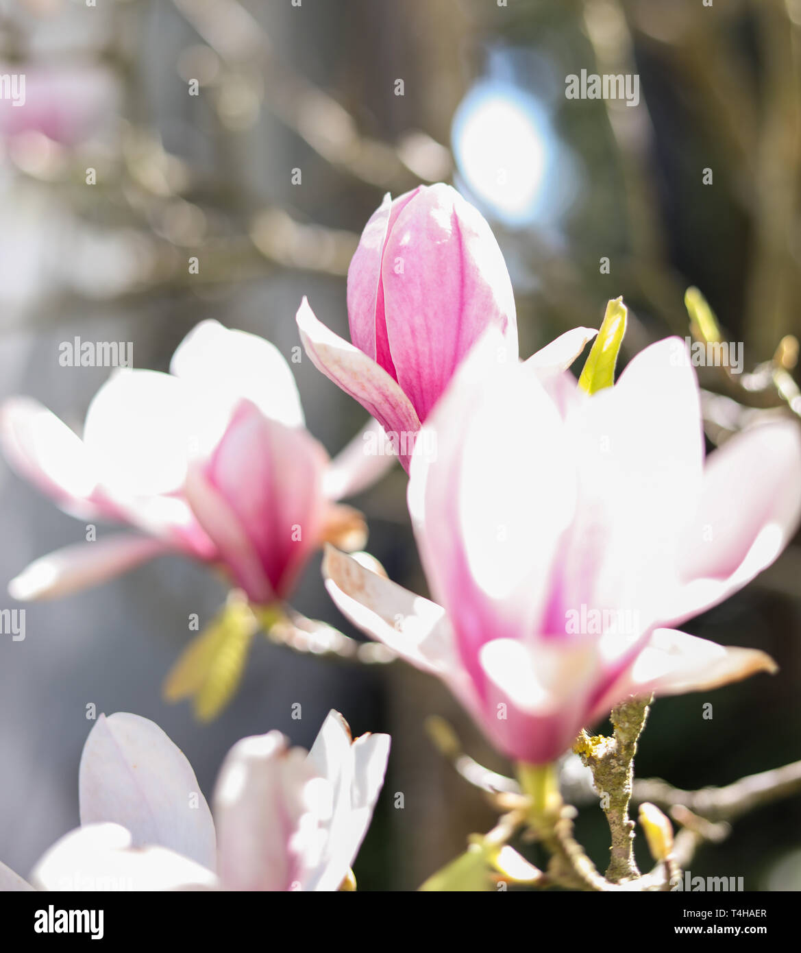 Magnolias hi-res stock photography and images - Alamy