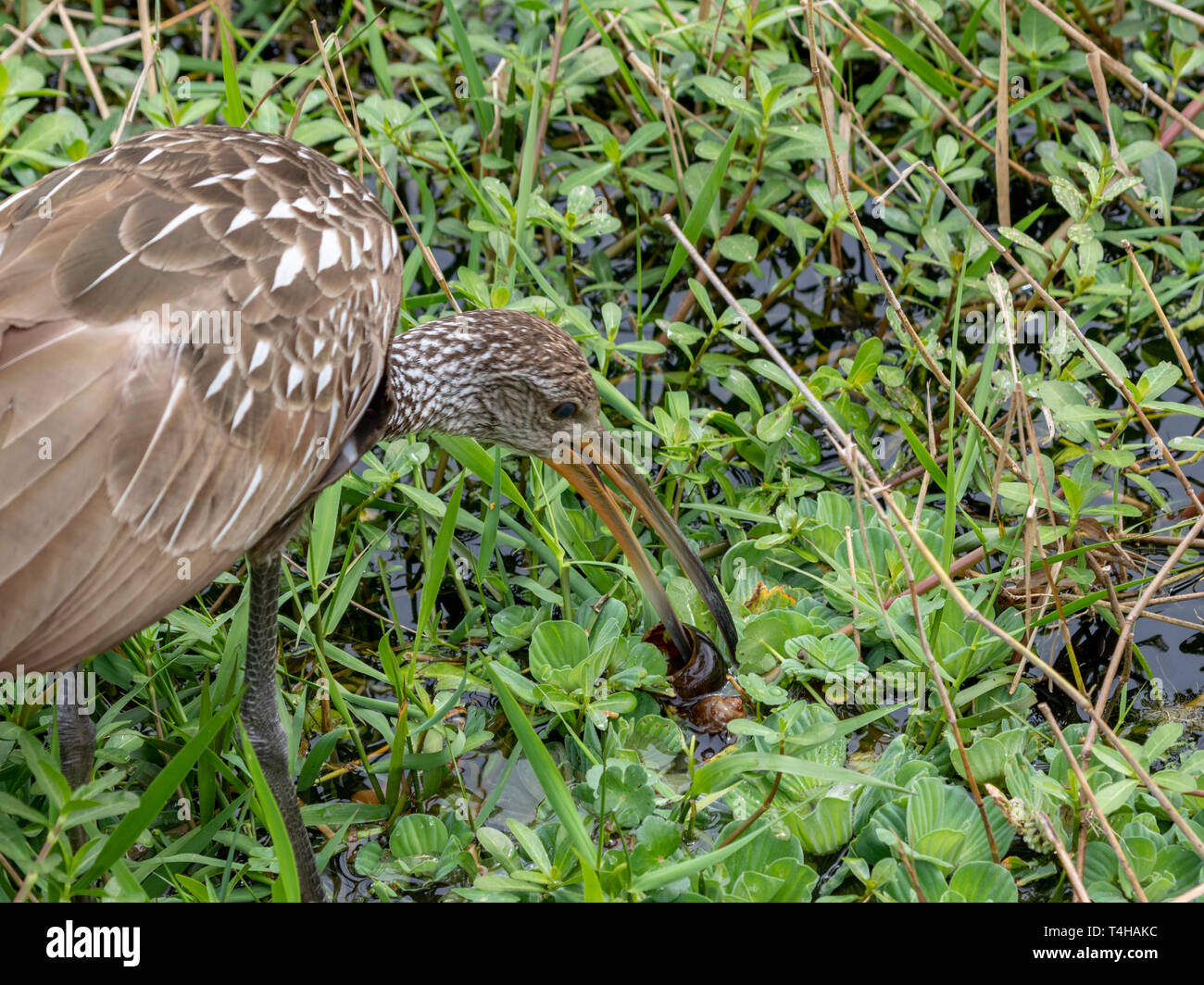 Limpkin holding a snail in it's long curved bill Stock Photo - Alamy