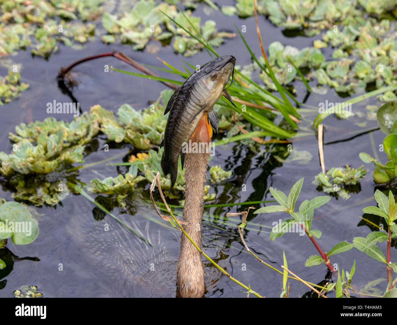 Florida catfish hi-res stock photography and images - Alamy