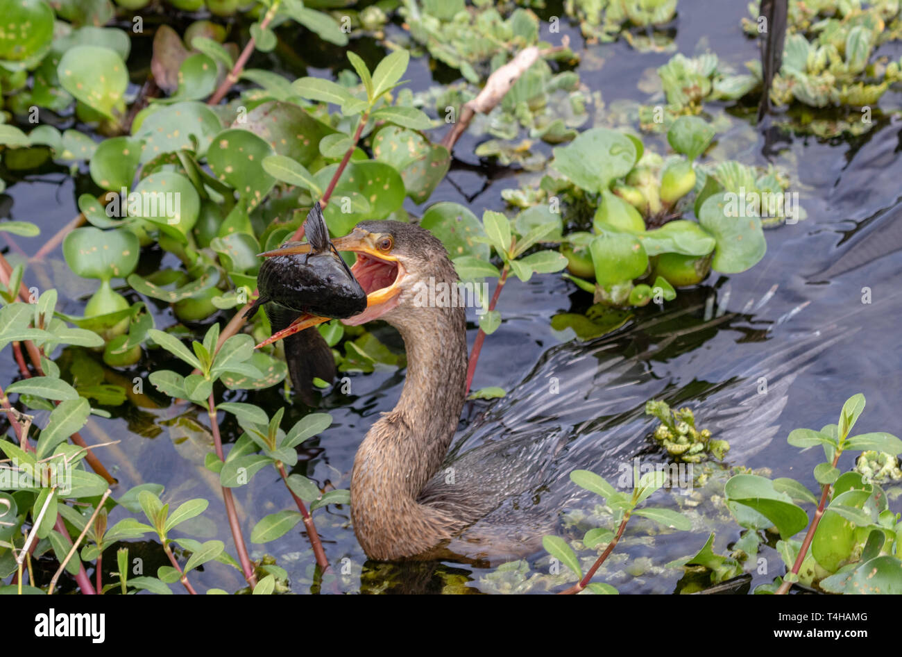 Anhinga holding a Catfish in it's bill Stock Photo - Alamy