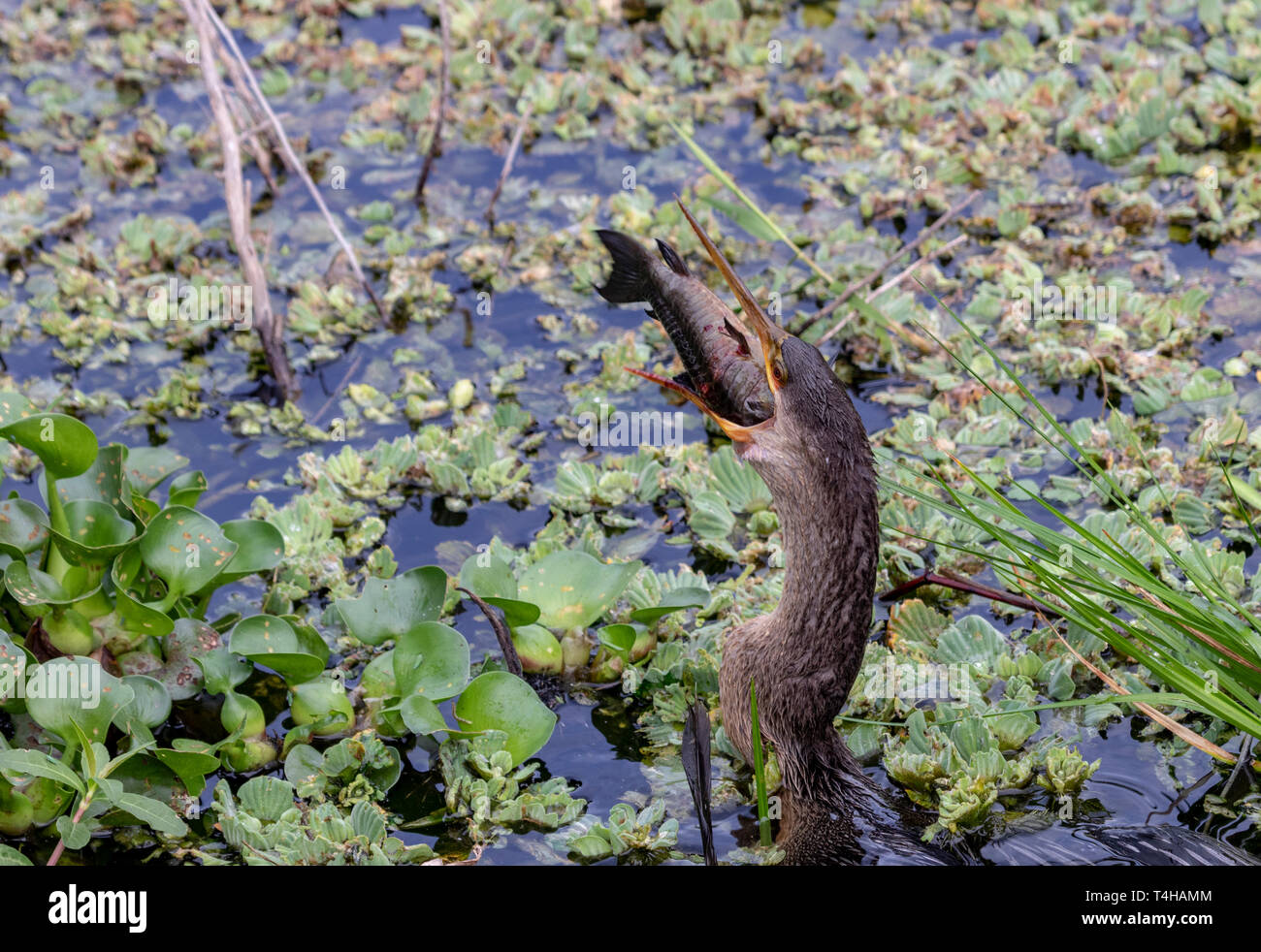 Snake eating bird hi-res stock photography and images - Alamy