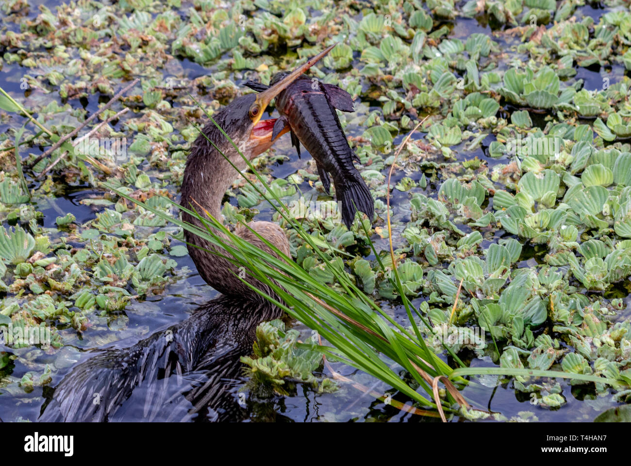 Anhinga in profile holding a large catfish in it's bill wading along ...