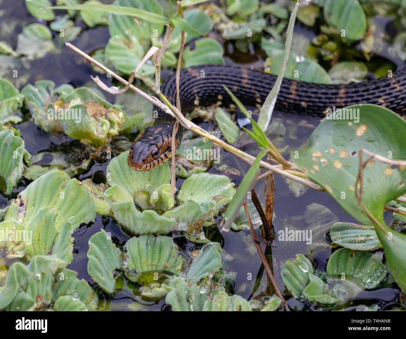 Banded water snake hi-res stock photography and images - Alamy