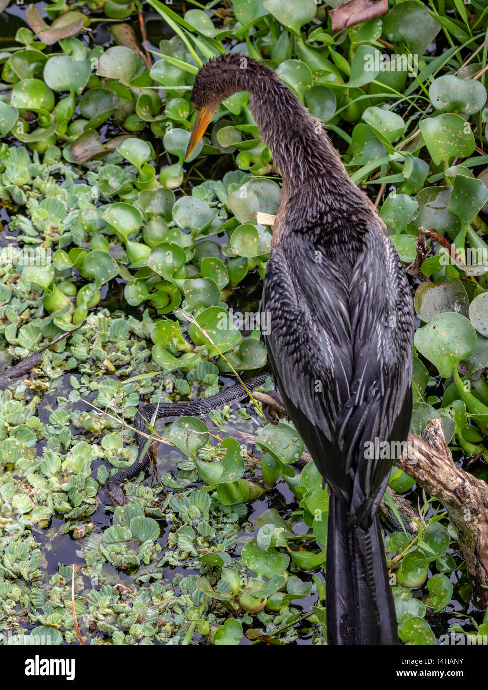 Devil bird hi-res stock photography and images - Alamy