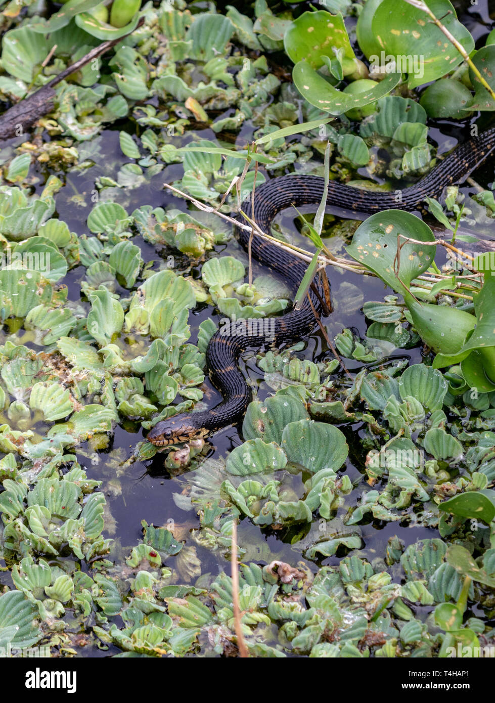 This water snake seemed to have no idea that an Anhinga was standing by ...