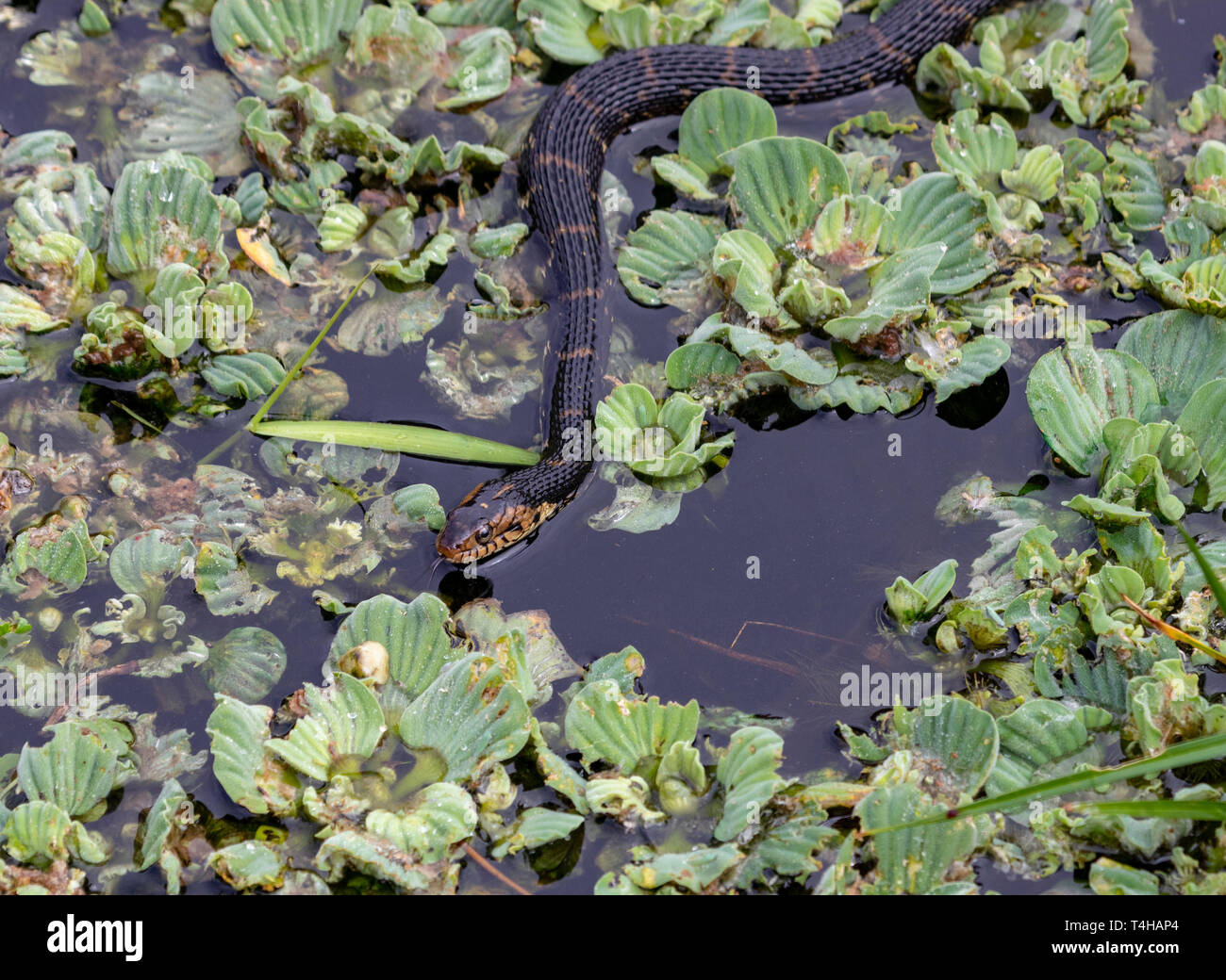 Snakes smell by sticking their forked tongues out Stock Photo - Alamy