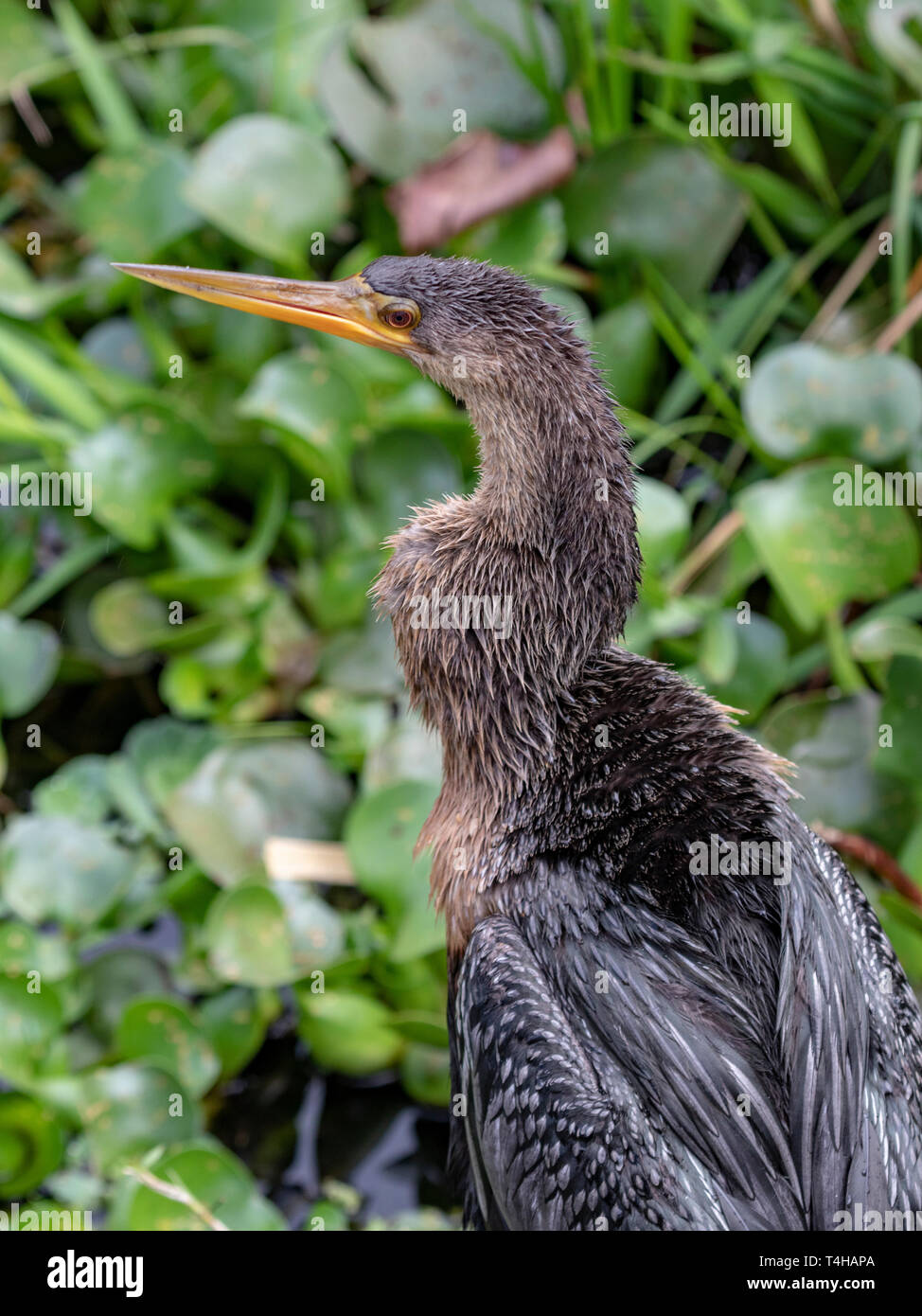 Female anhinga hi-res stock photography and images - Alamy