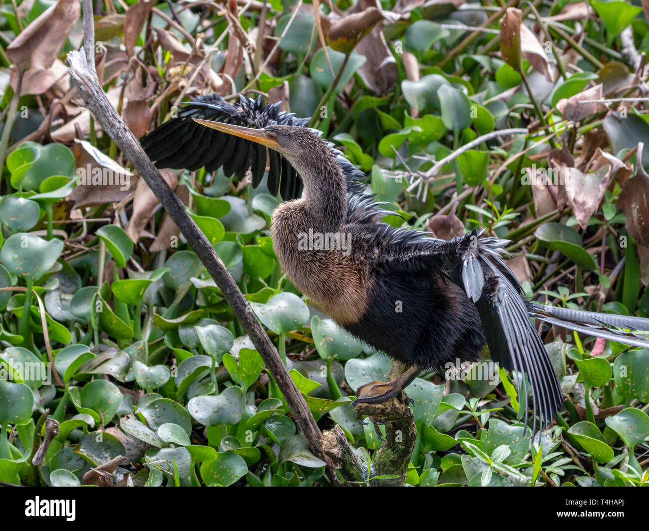 The male Anhinga is all black with some silvery grey feathers on it's ...