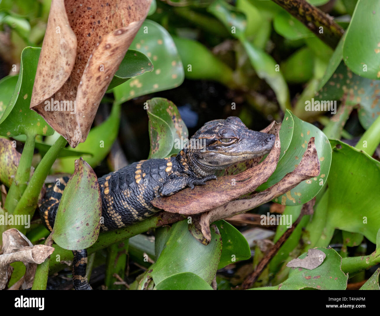 Baby Alligator sunbathing on a marsh plant Stock Photo - Alamy
