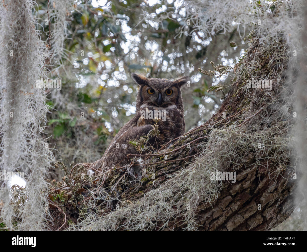 Female Great Horned owl watching over her Owlets from her nest in a ...