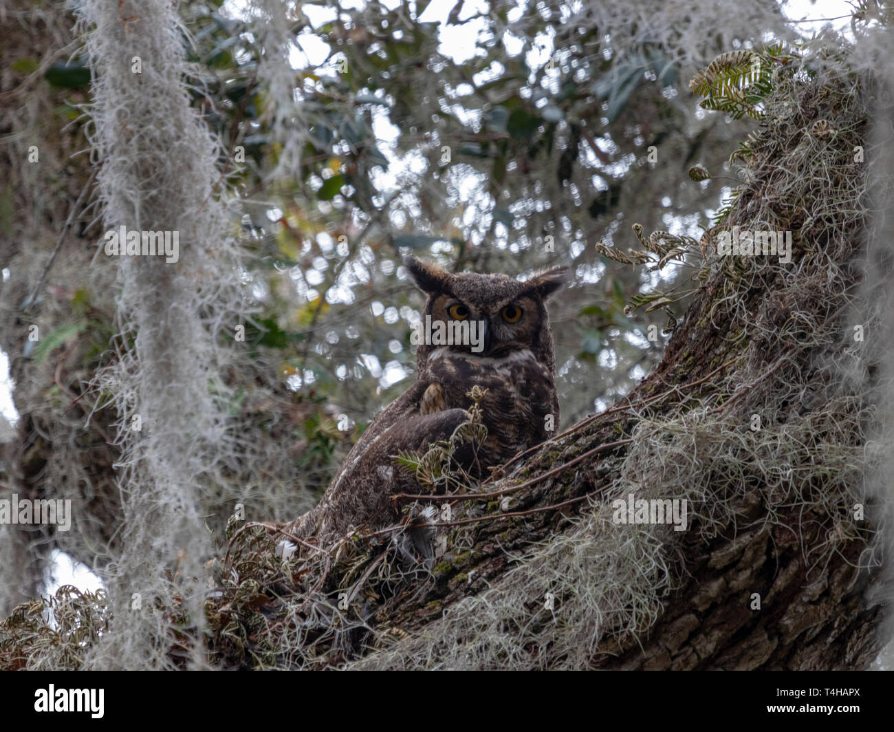 Juvenile great horned owls hi-res stock photography and images - Alamy