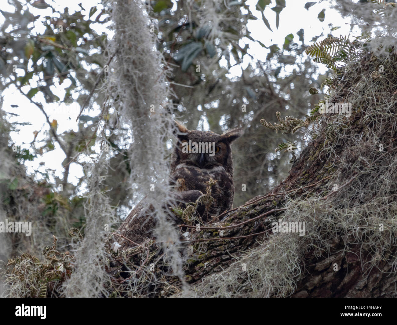 Great Horned owl female watching over her young while the male watches ...