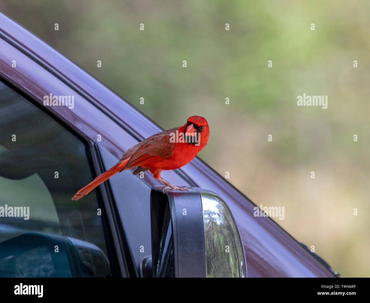 Cardinal bird mirror hi-res stock photography and images - Alamy