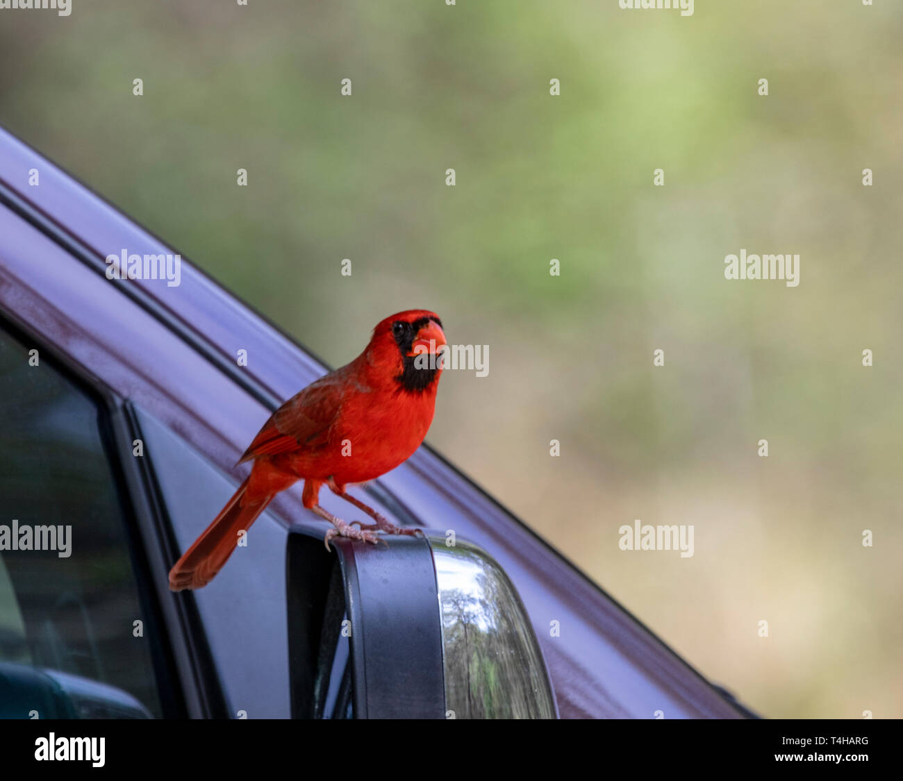 The male Cardinal is a beautiful bright red color that is hard to look ...