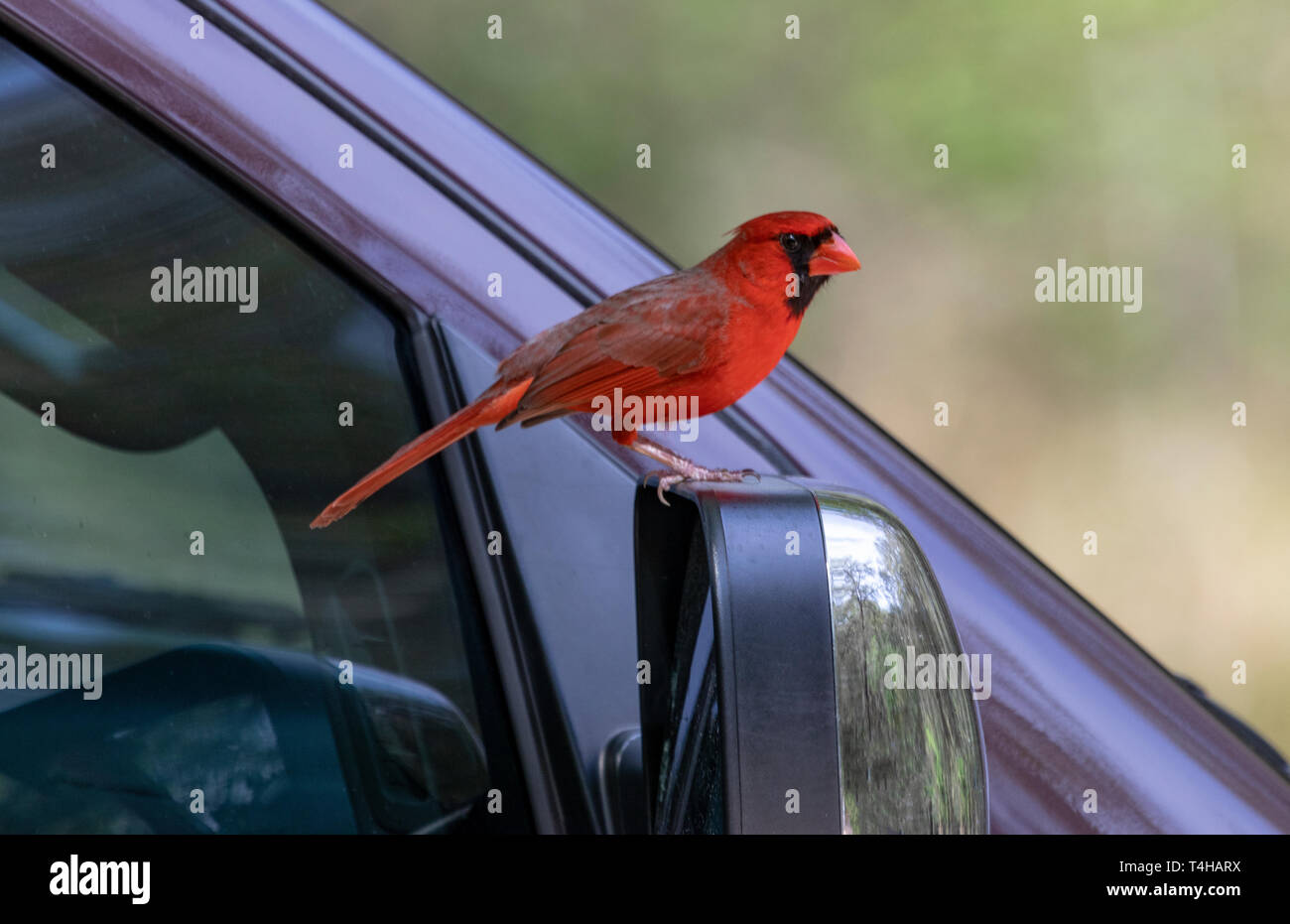 Bright red Cardinal standing on a car mirror Stock Photo - Alamy