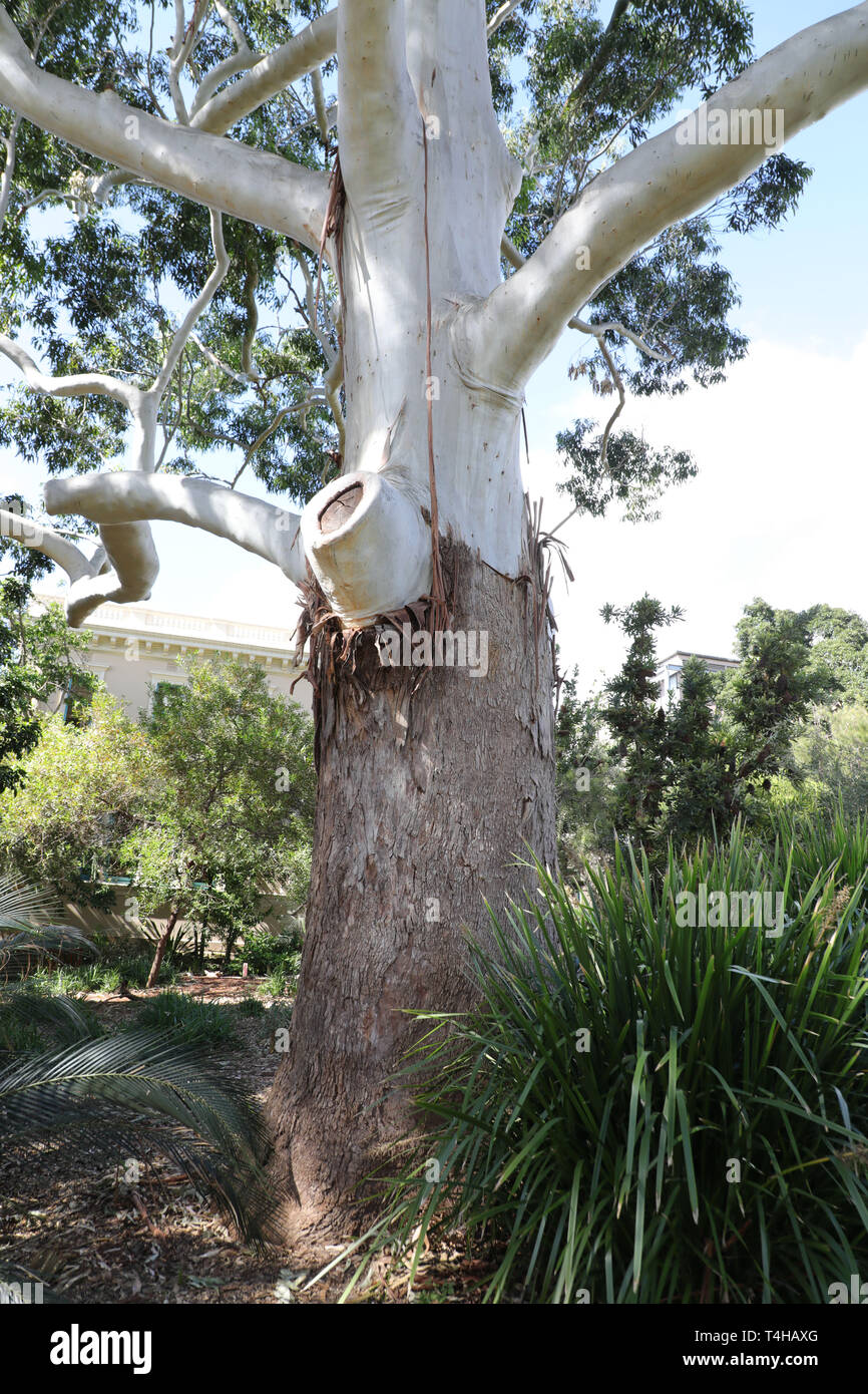 Flooded gum or rose gum (eucalyptus grandis) in the Royal Botanic ...