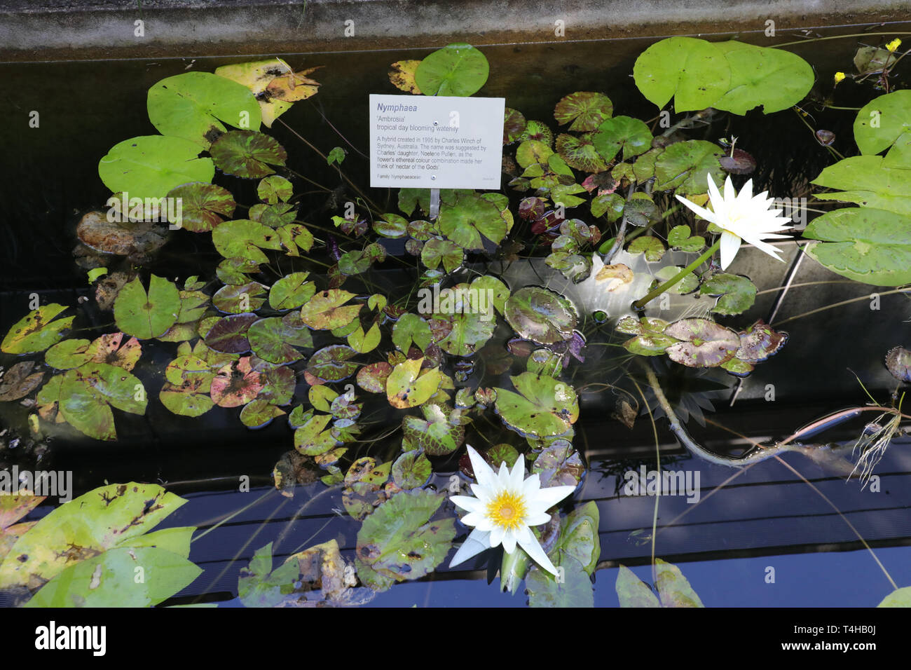 Nymphaeaceae Fruit PLB 304 Exam 2 At Southern Illinois University ...