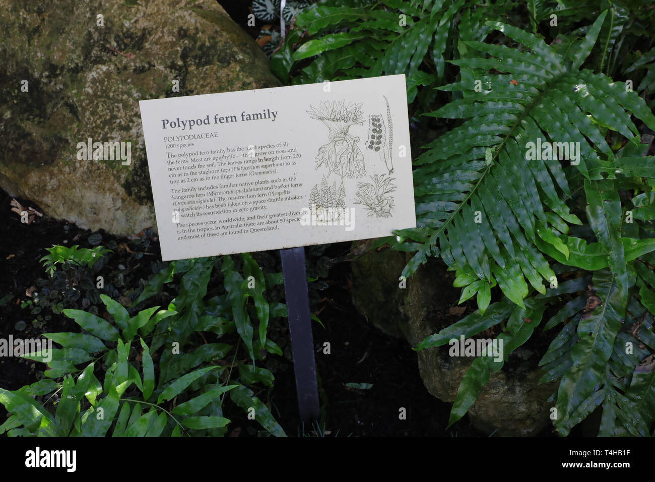 Sydney fernery hi-res stock photography and images - Alamy