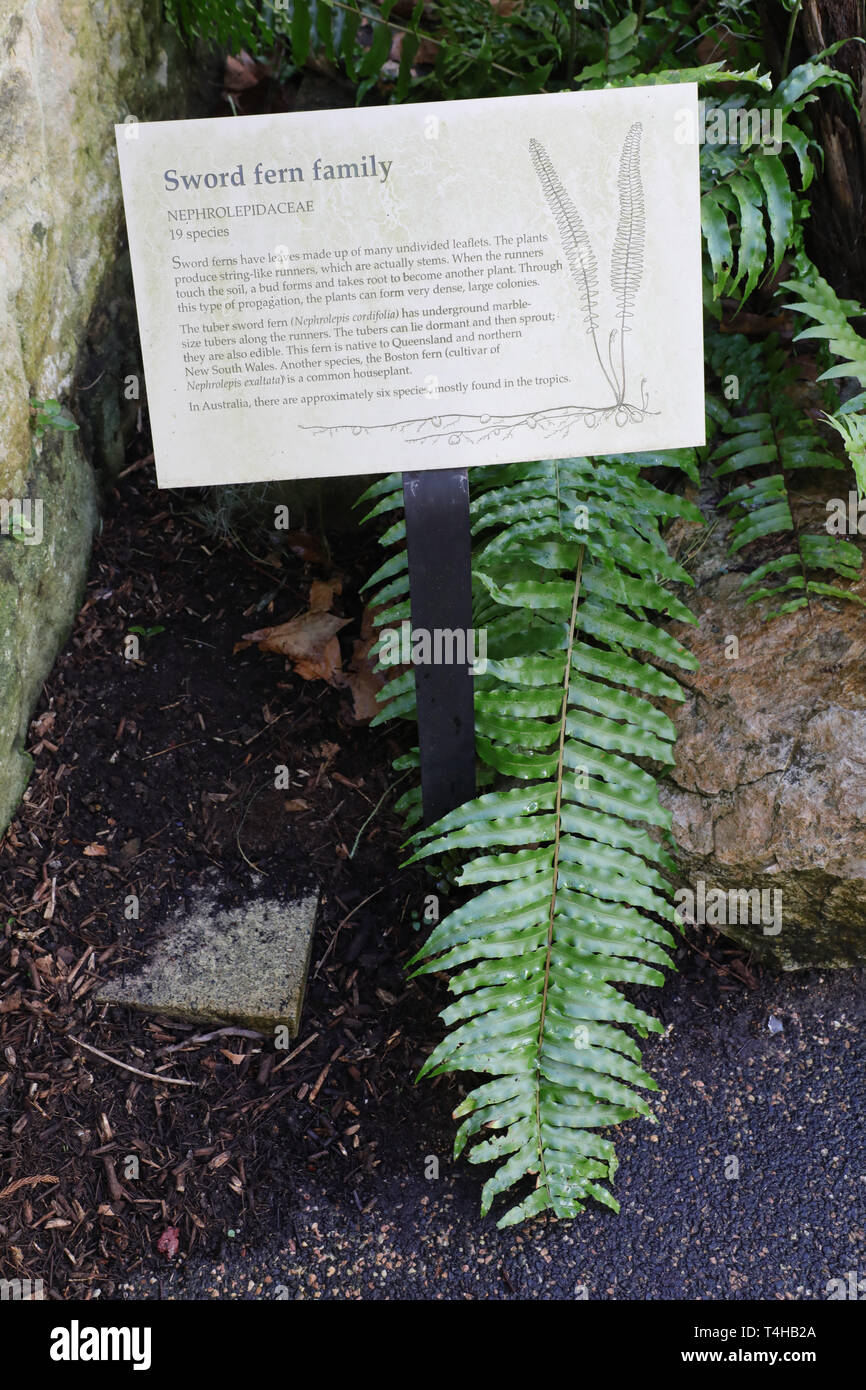 Sword fern family (Nephrolepidaceae) in the Sydney Fernery in the Royal ...