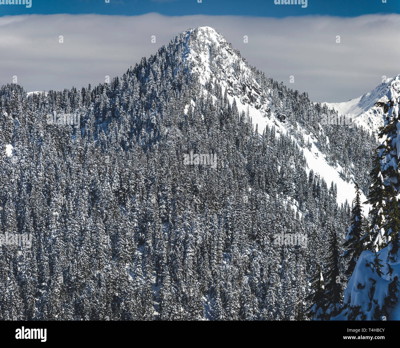 Wilderness background hi-res stock photography and images - Alamy