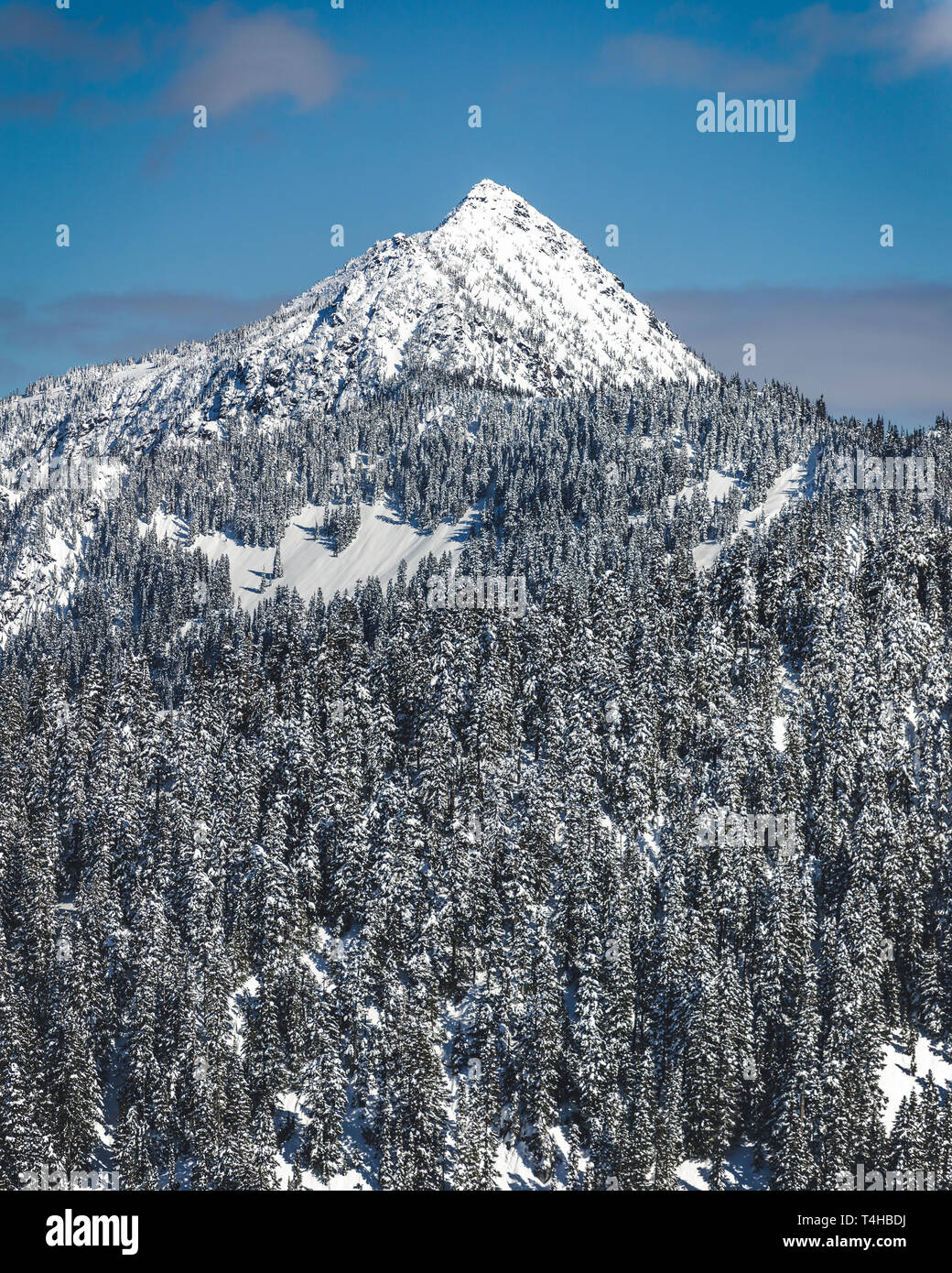 Dense Pacific Northwest forest trees below snowy summit and blue sky ...