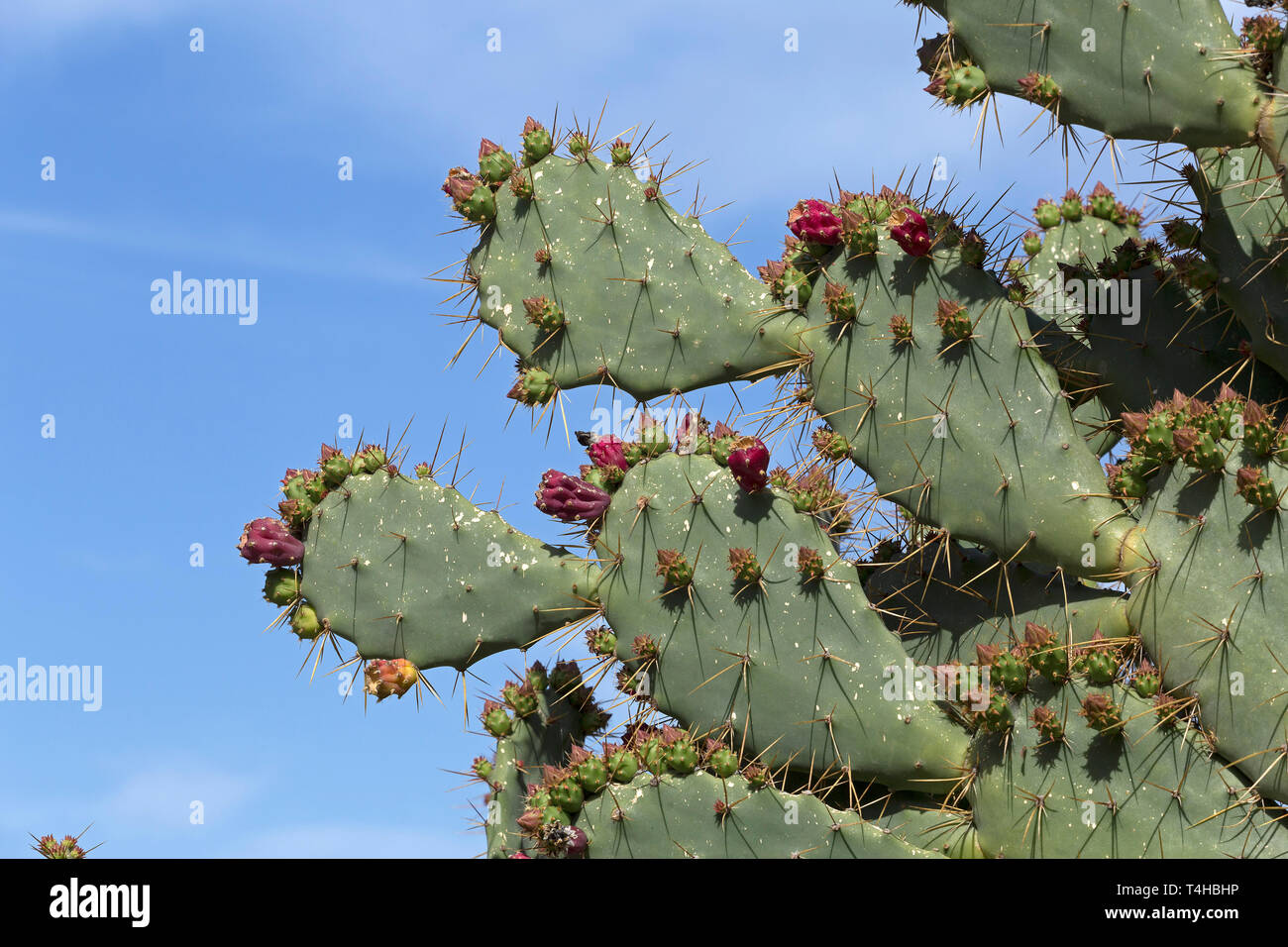 flowering prickly pear cactus (Opuntia), Kargicak, Alanya, Province ...