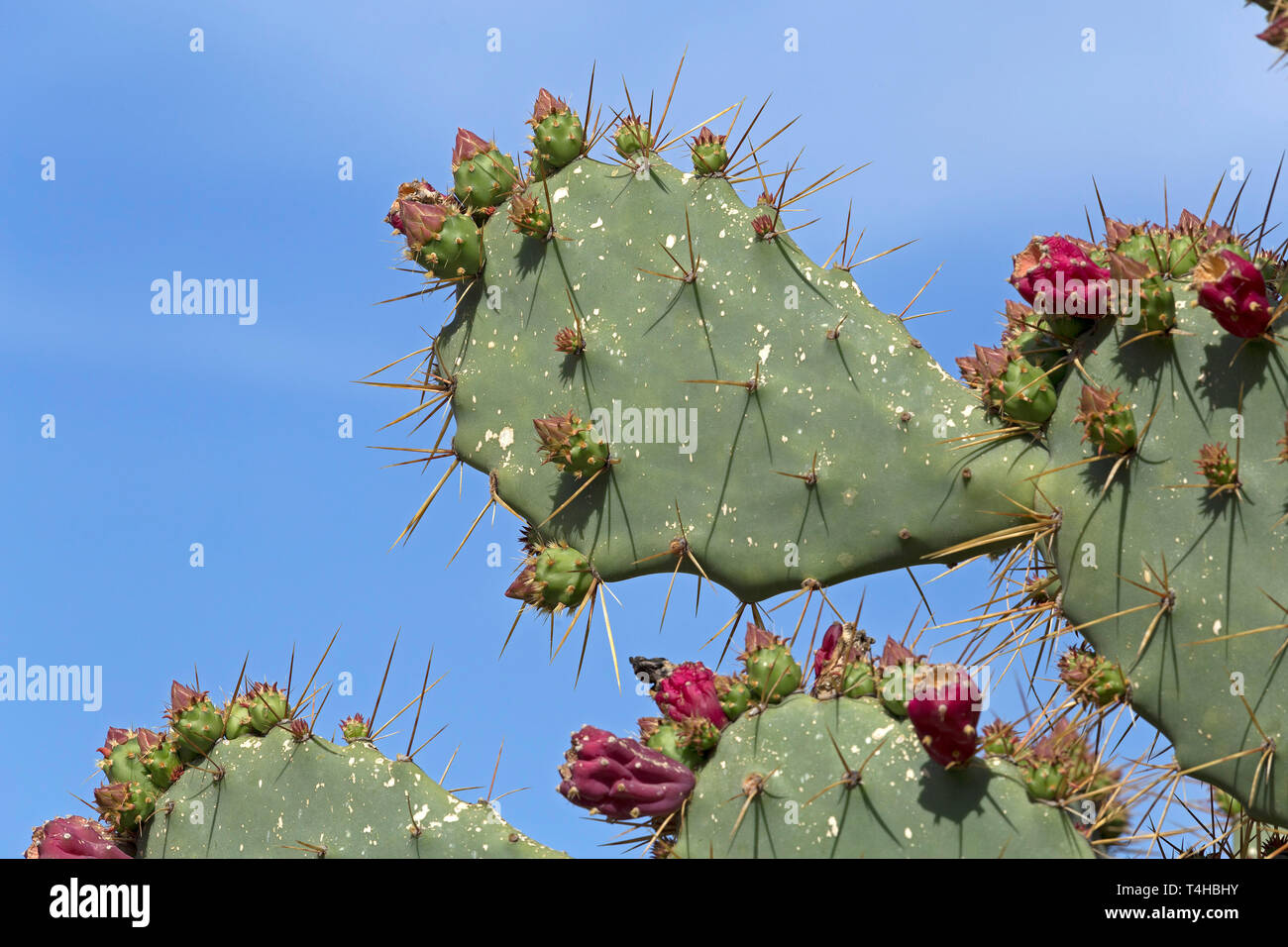 flowering prickly pear cactus (Opuntia), Kargicak, Alanya, Province ...