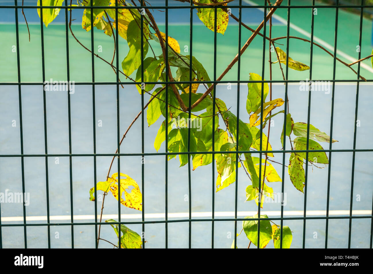 Green leaves growing on a metal grid fence Stock Photo - Alamy