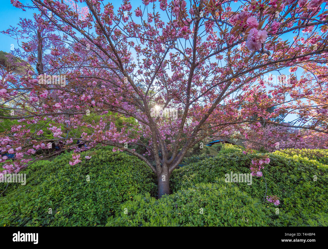 Rome (Italy) - The Botanical Garden in Trastevere is a lush university ...