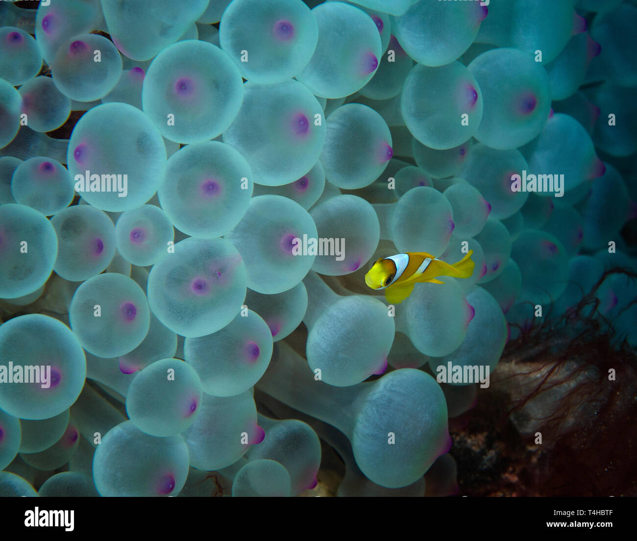 Juvenile Clark's Anemonefish, Amphiprion clarkii, in Bubble-tip Anemone ...
