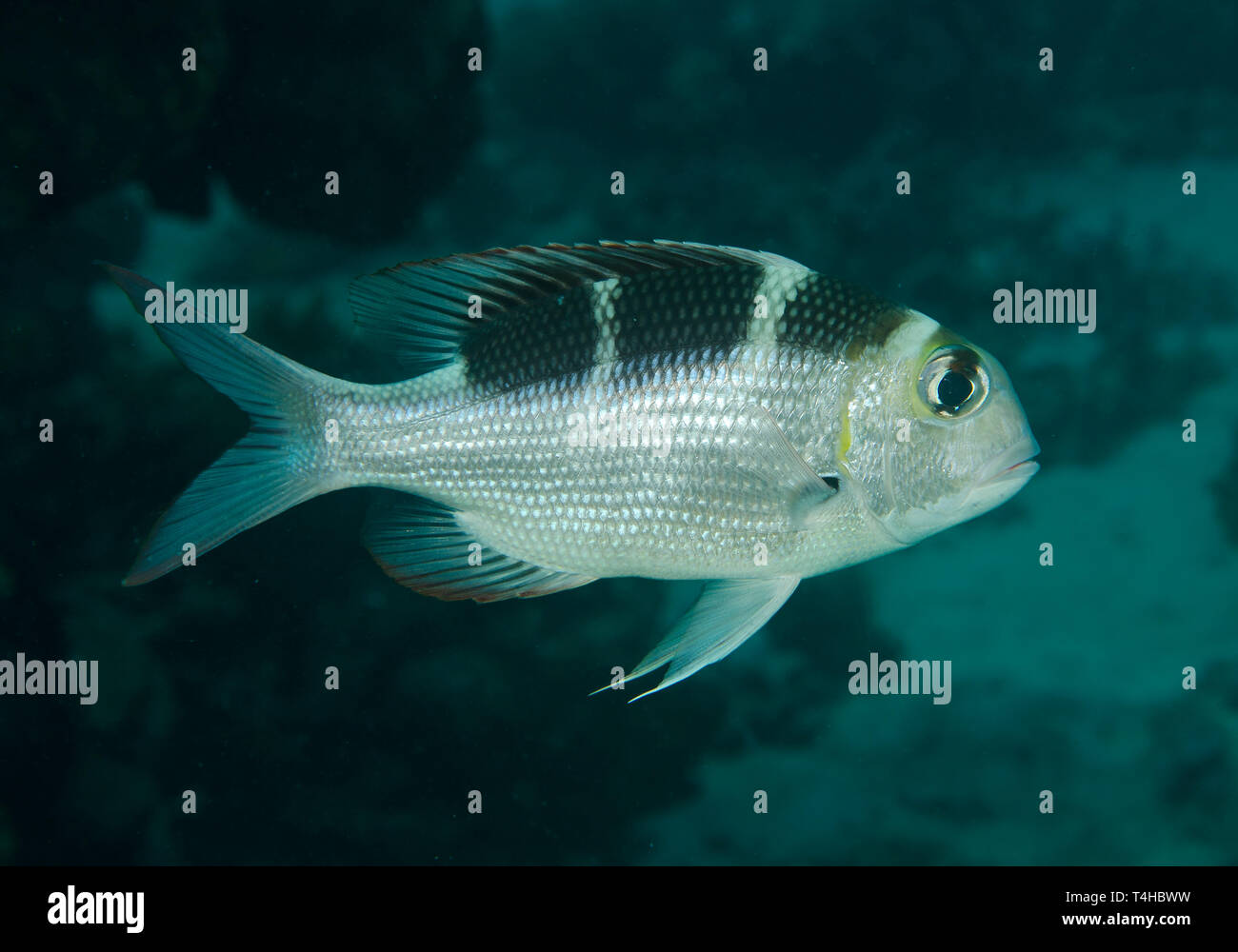 Humpnose big-eye Bream, Monotaxis grandoculis, on coral reef in Red Sea ...