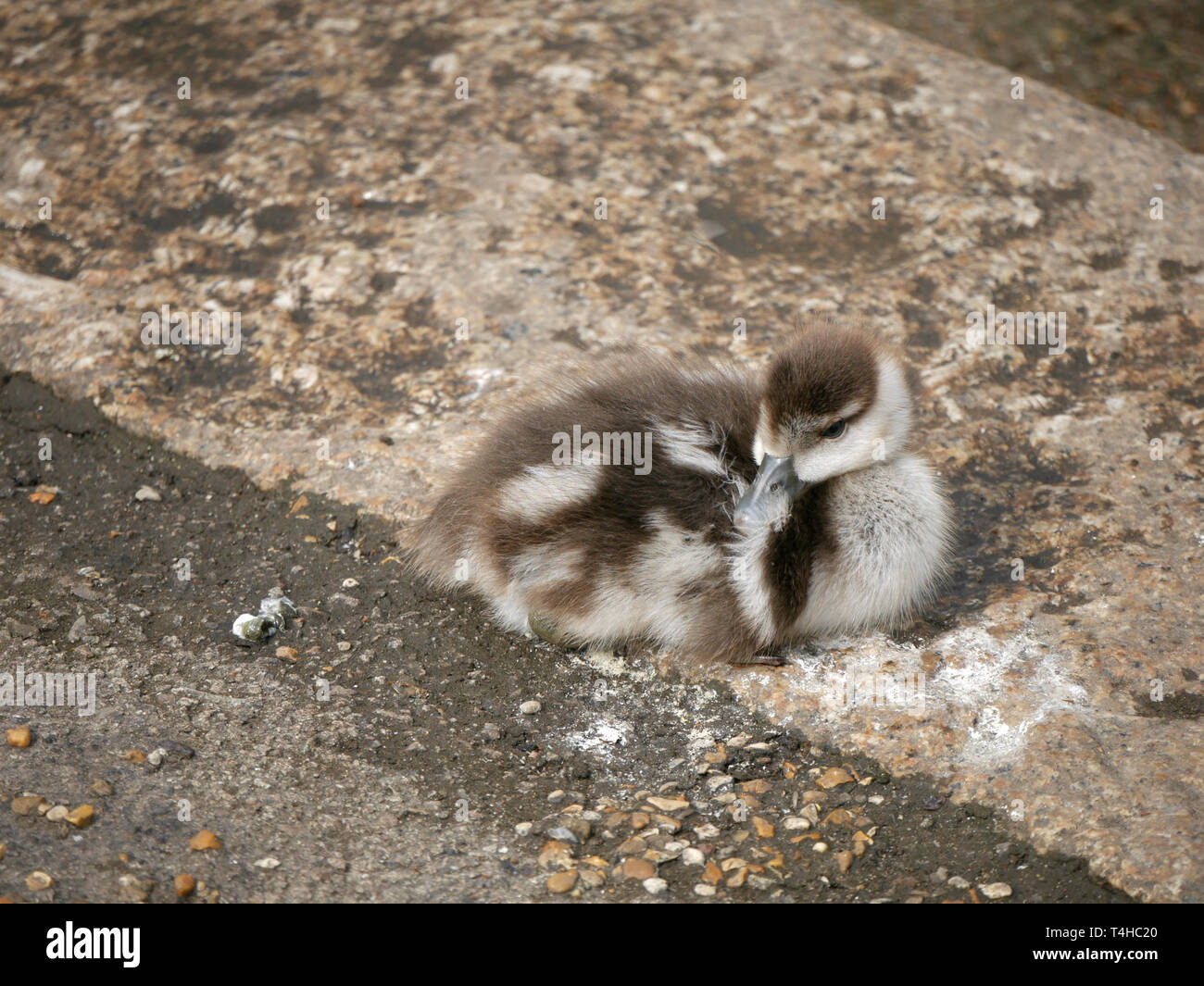 Egyptian goose baby hi-res stock photography and images - Alamy